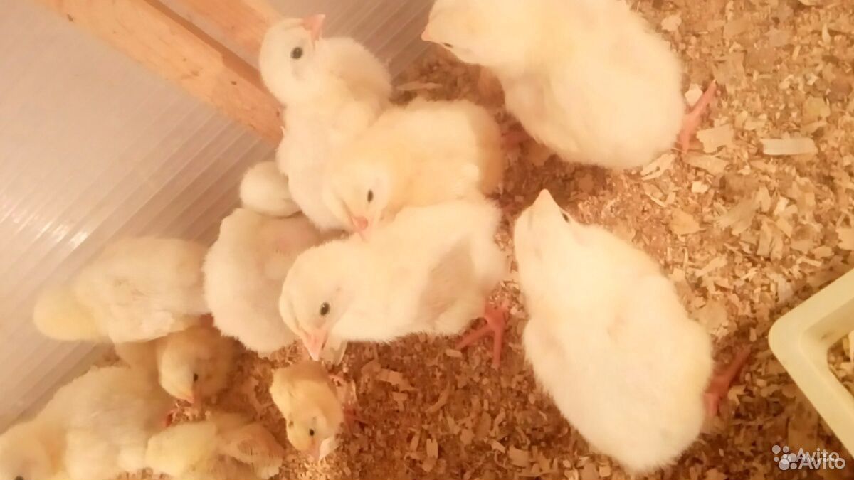 Бройлер кобб 500 (Баксан)