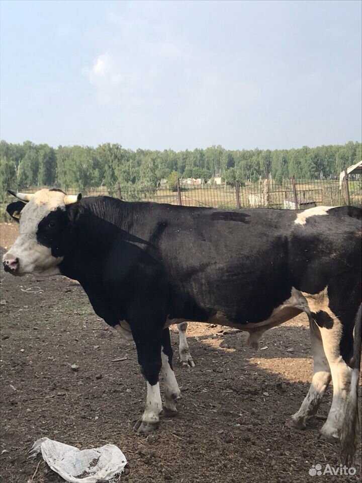 Бык племенной