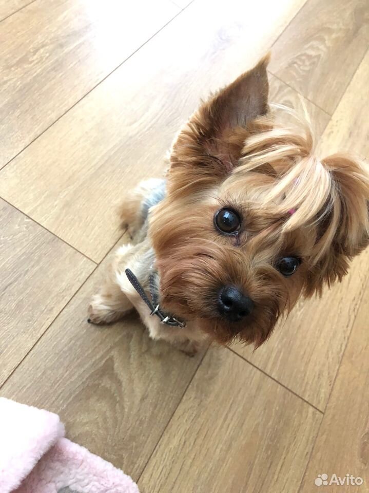 Щенки йоркширского терьера