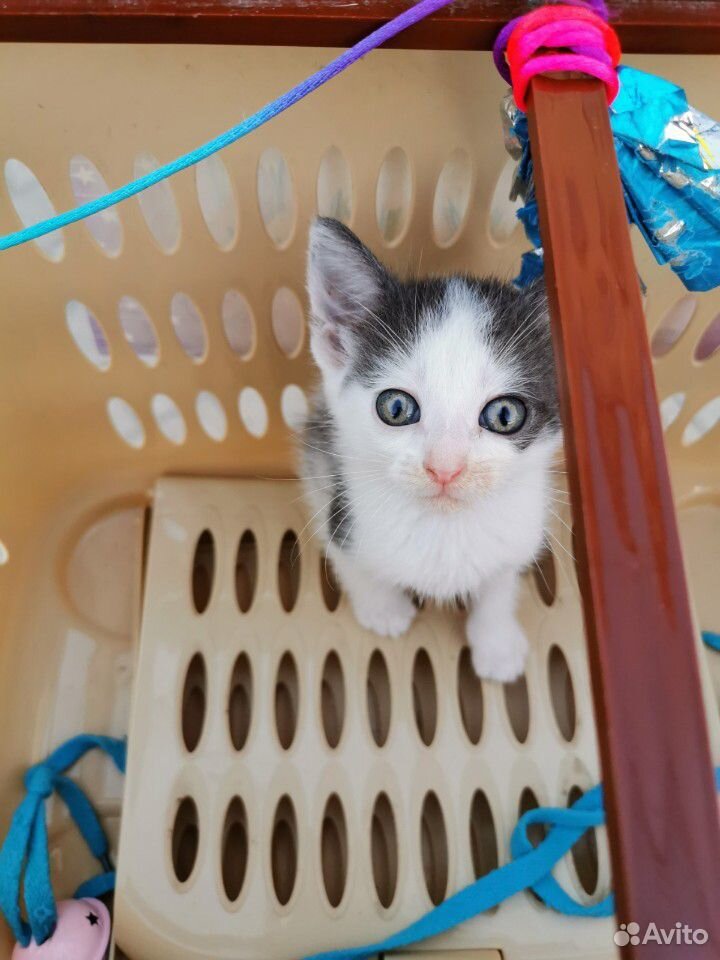 Котик Тимоша ищет дом