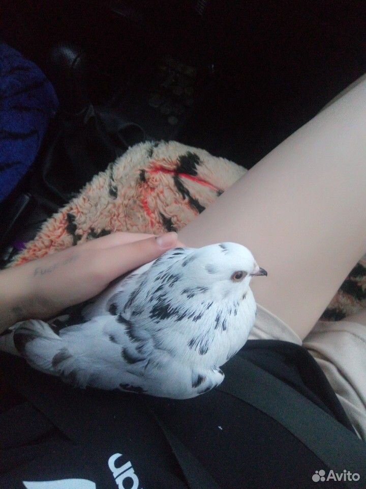 Голубь ручной, ласковый