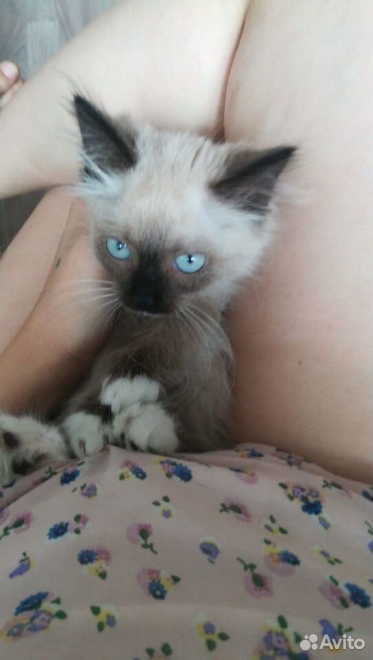 Котёнок-девочка, 2 месяца, "сиамская"