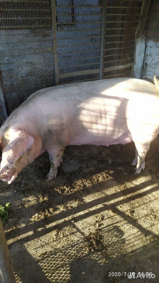 Свинья в продаже