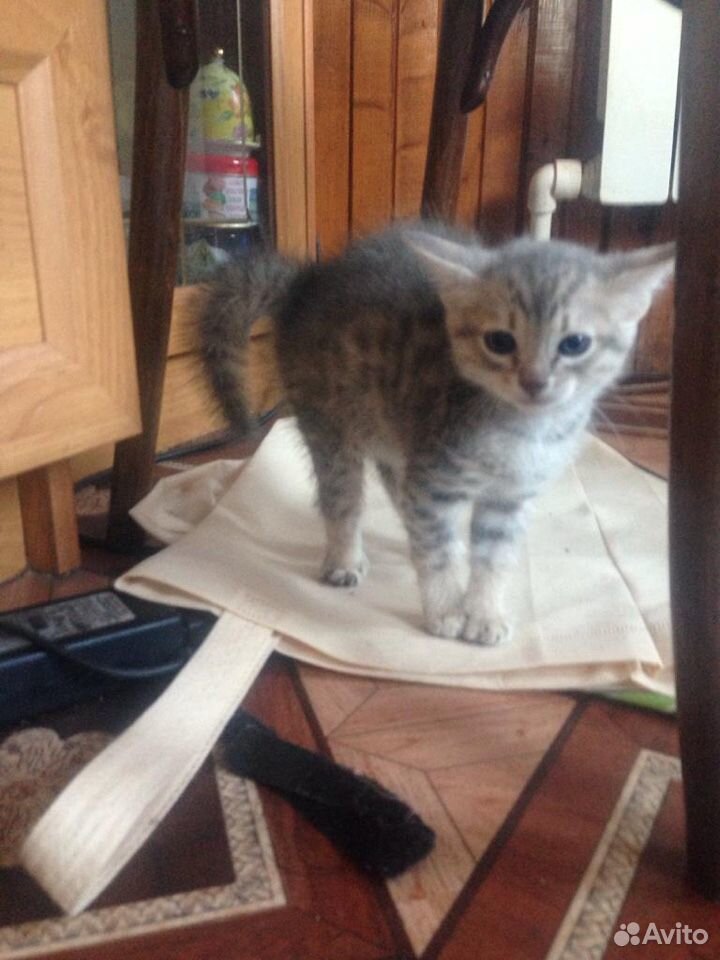 Котёнок 1,5 мес