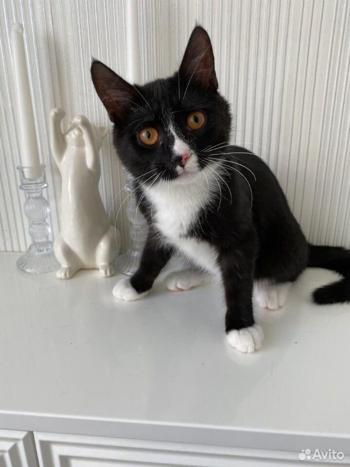 Котенок мальчик привитый в дар 3 мес