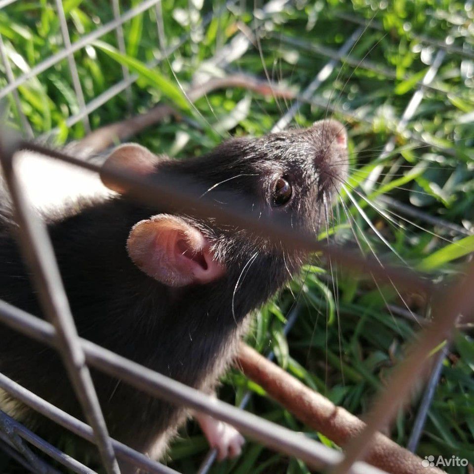 Крыска с клеткой