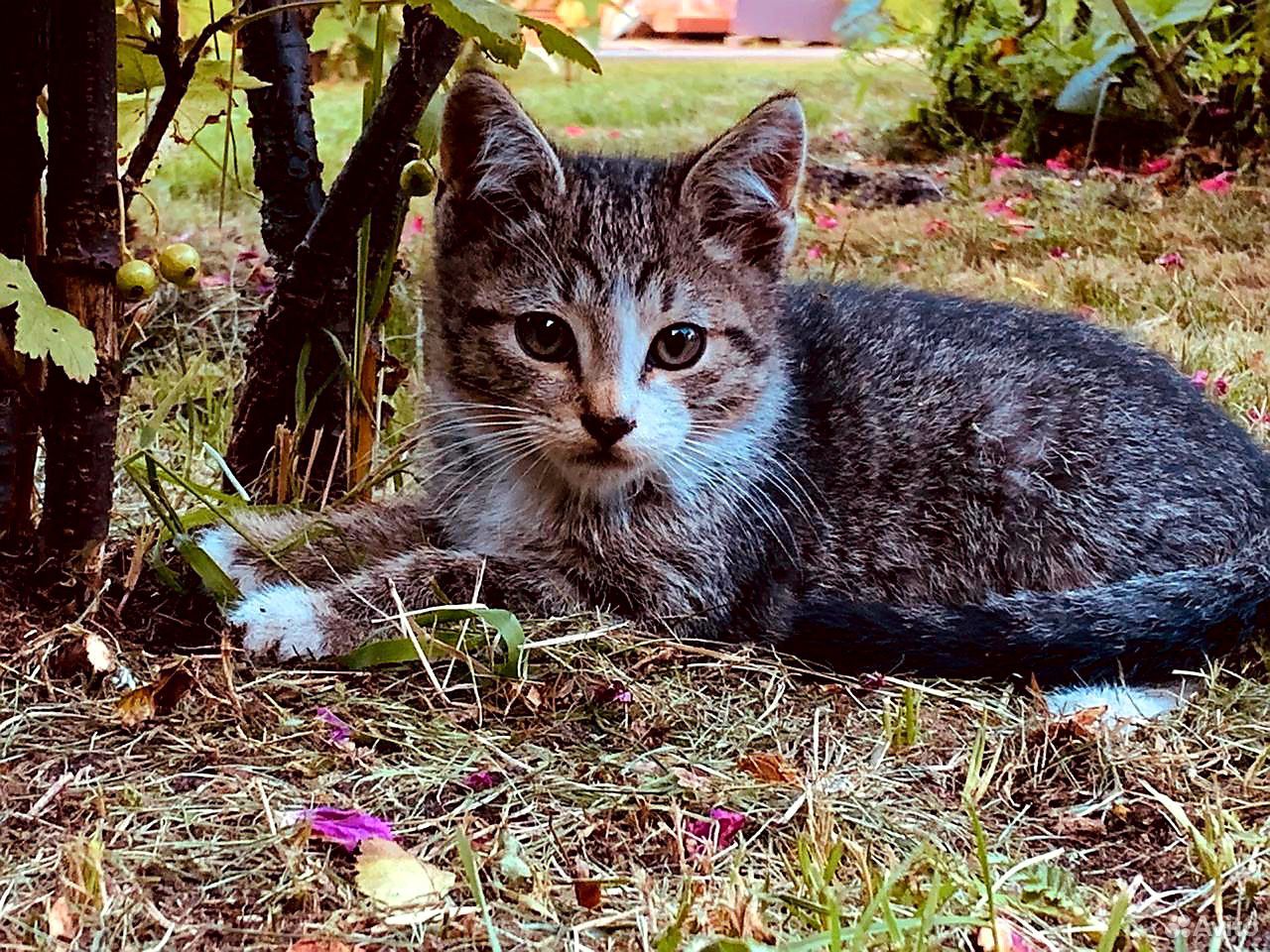 Милые котята 1,5 месяца в добрые руки