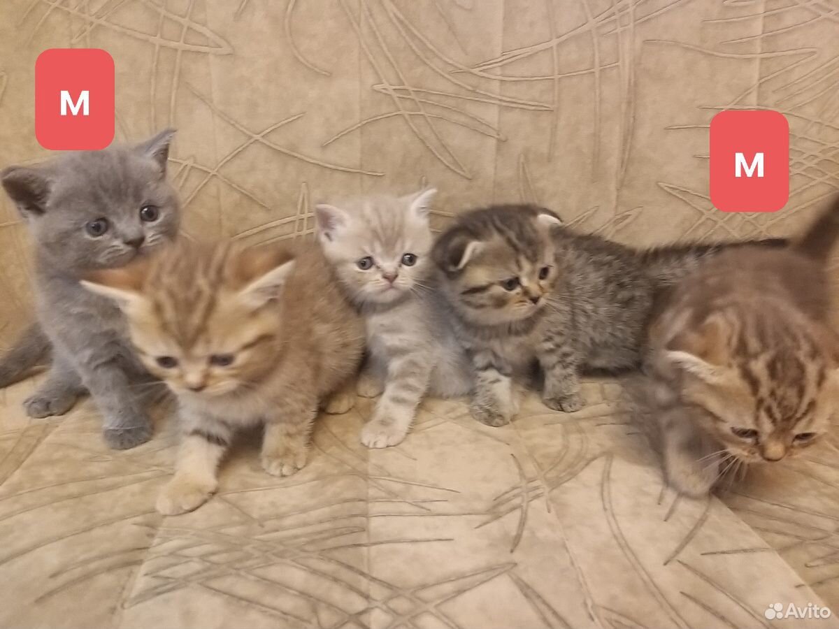 Шотландские котята