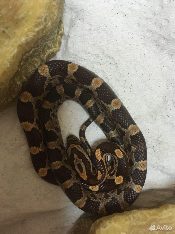 Маисовый полоз