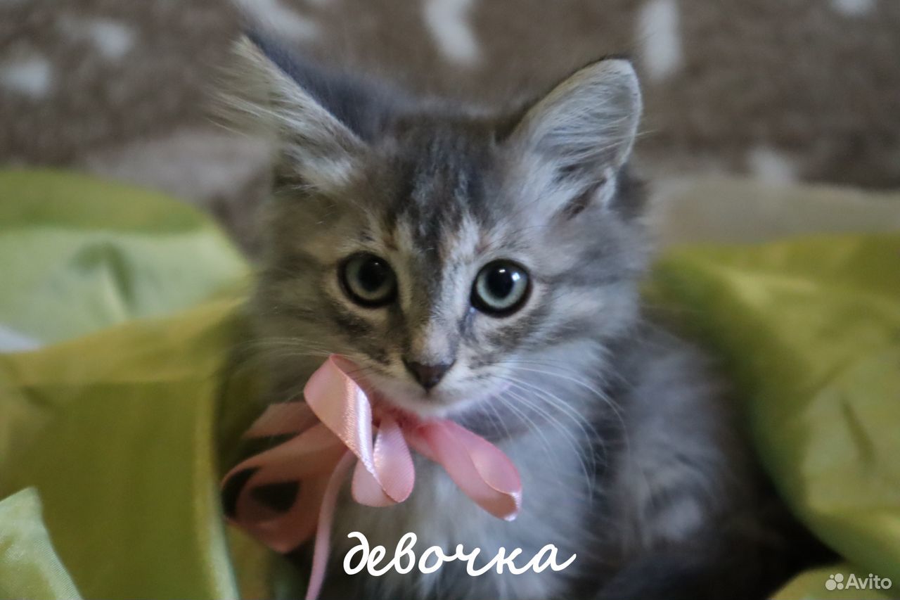 Пушистая серая принцесса