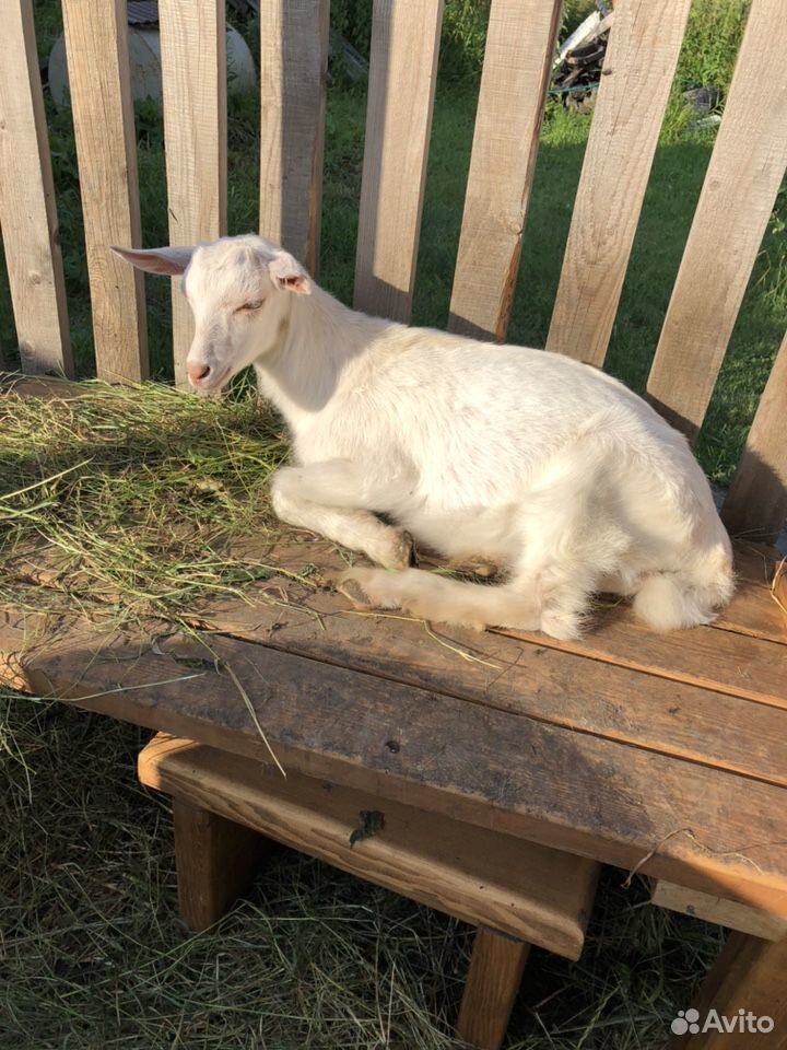 Козлик зааненский