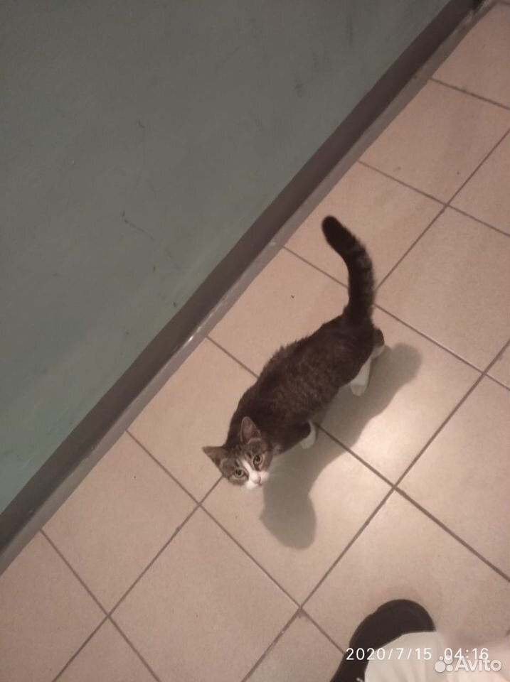 Кошечка, отдадим бесплатно, нашли, себе оставить н