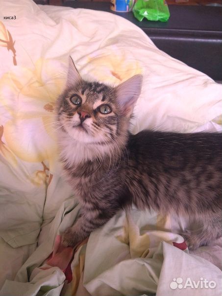 Хорошие котятки для хороших людей