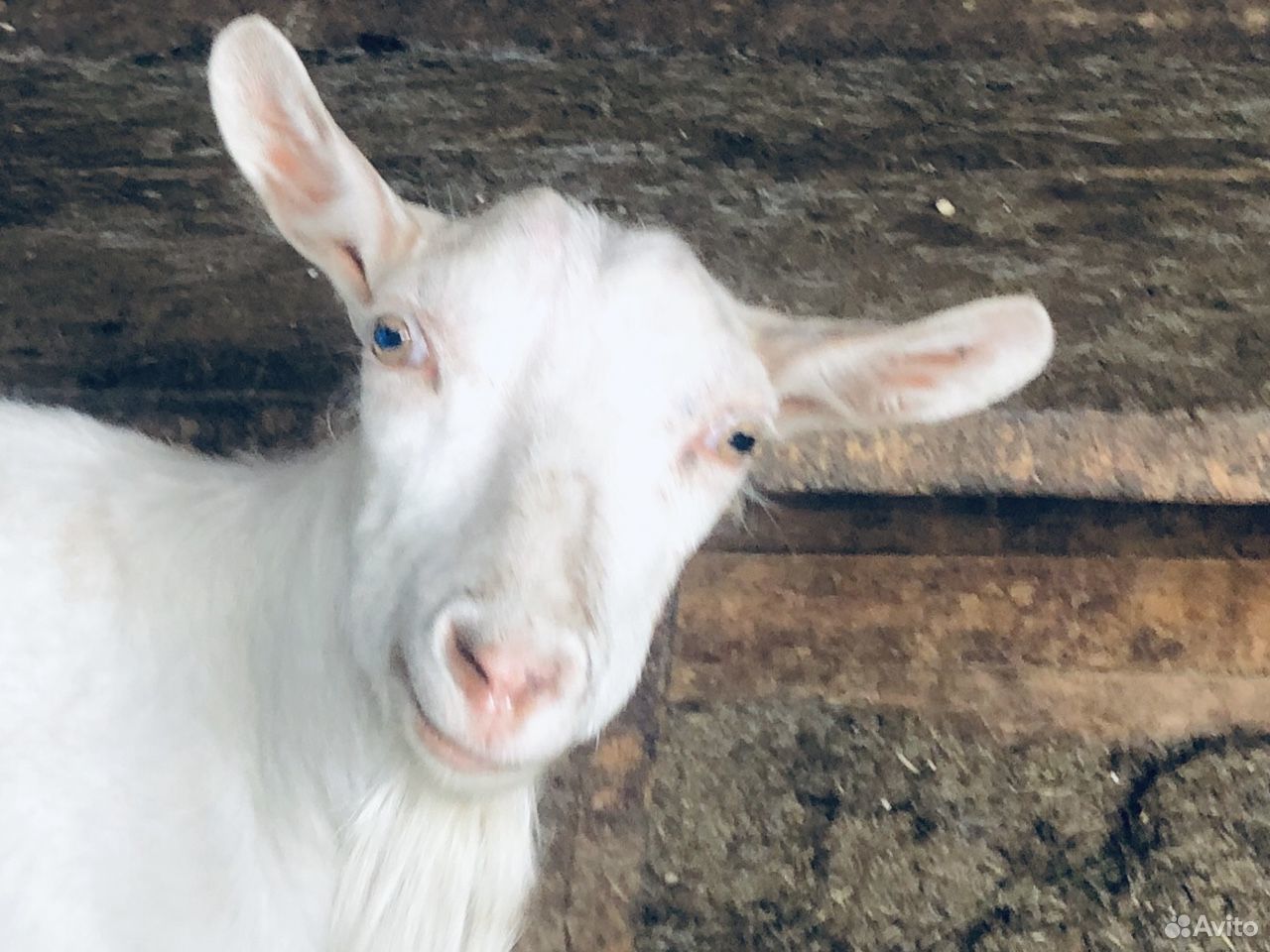 Зааненская коза