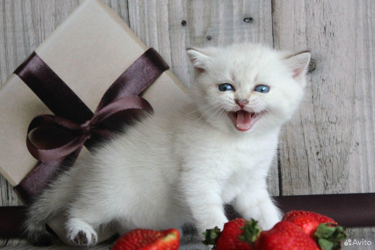 Колор пойнт на золоте, шиншилла, мальчик Зефирчик