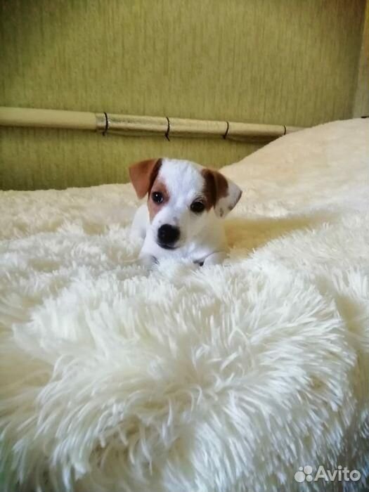 Джек рассел терьер, девочка