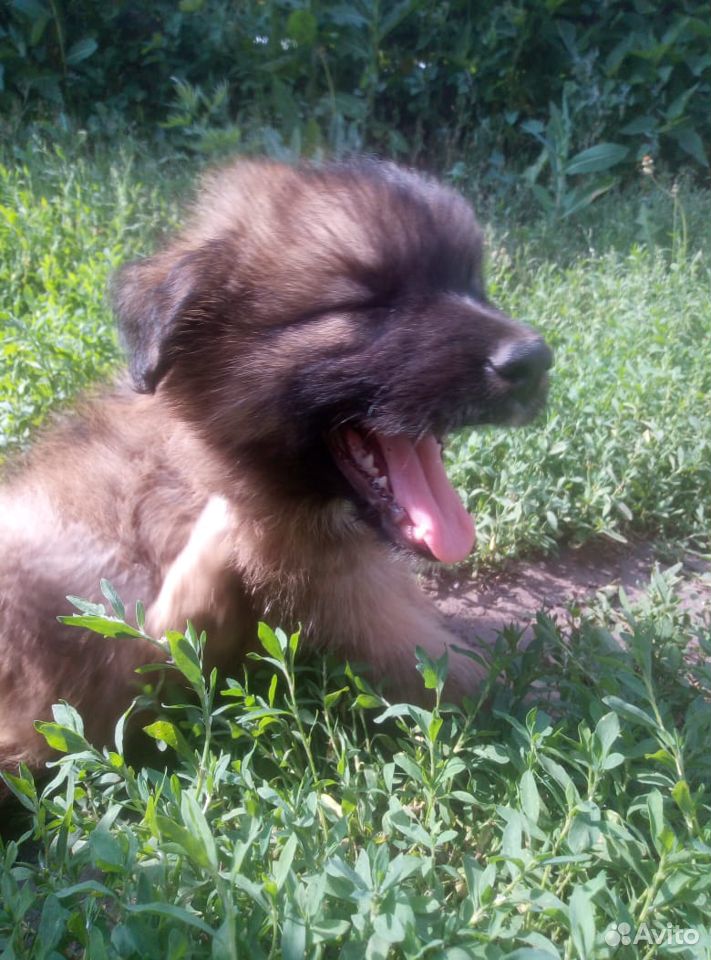 Щенки мальчики