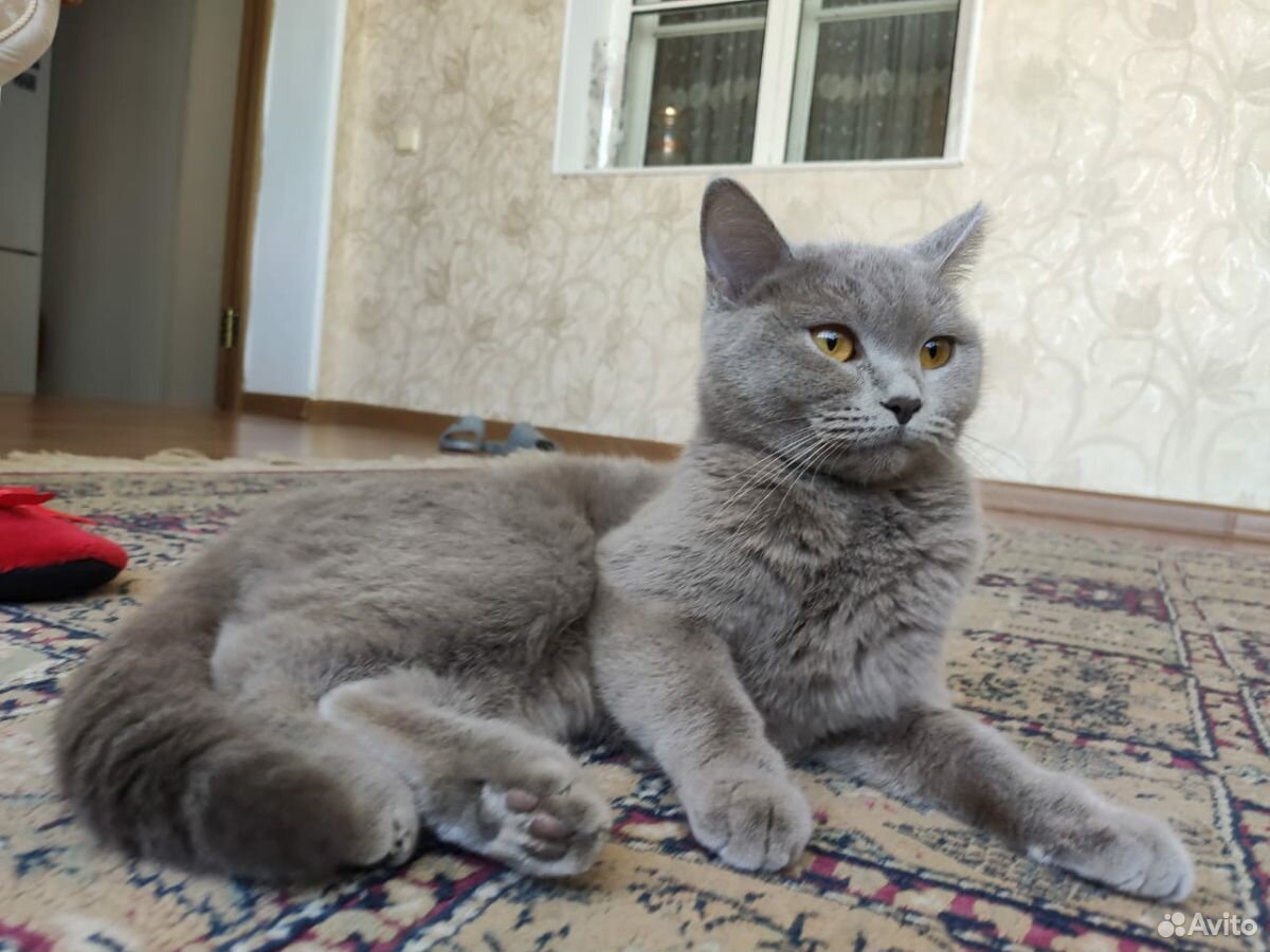 Британская