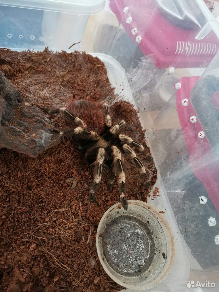 Самка Nhandu Cromatus