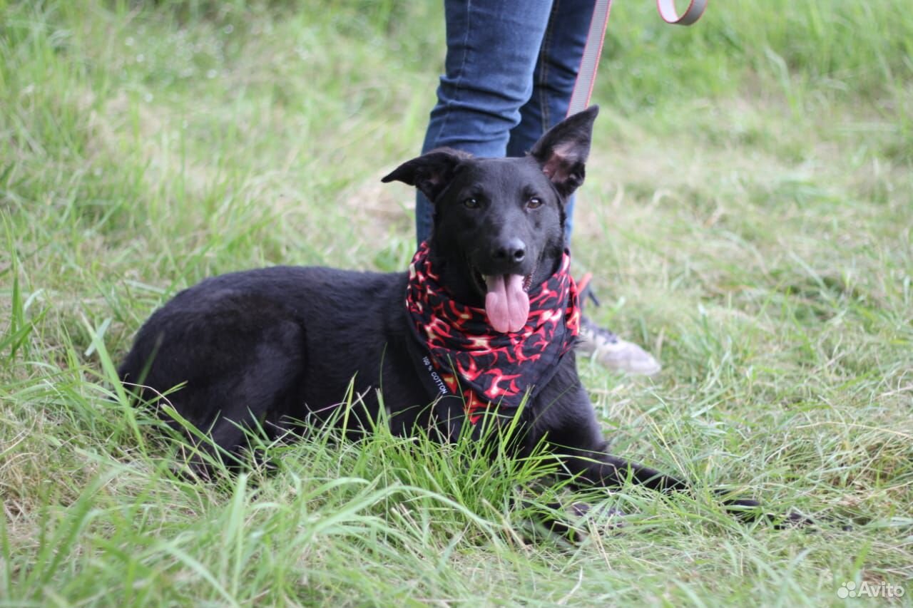 Отдам щенка-подростка Марка