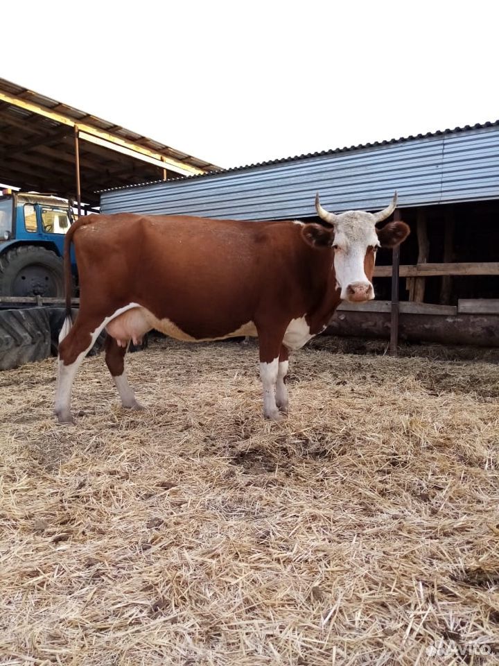 Продаются коровы глубокостельные