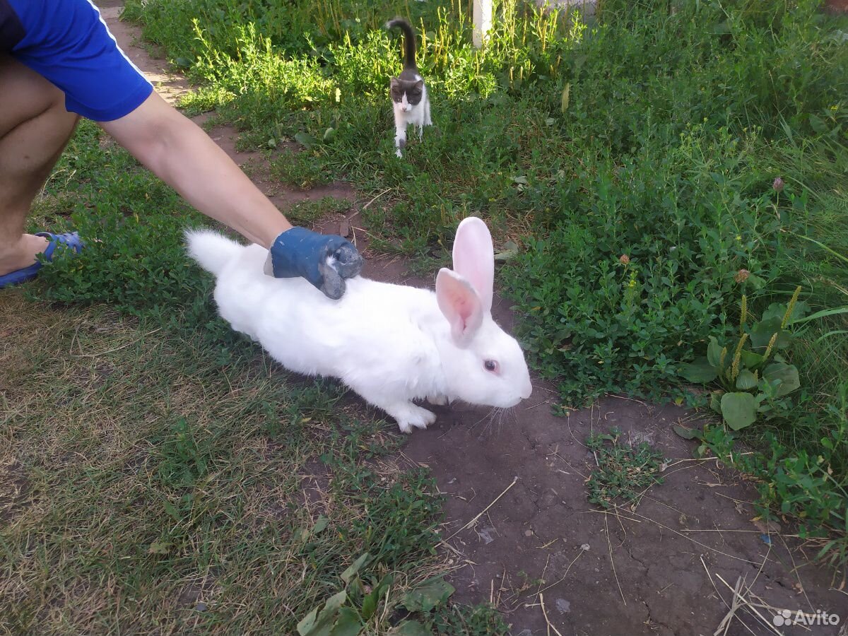 Белый великан