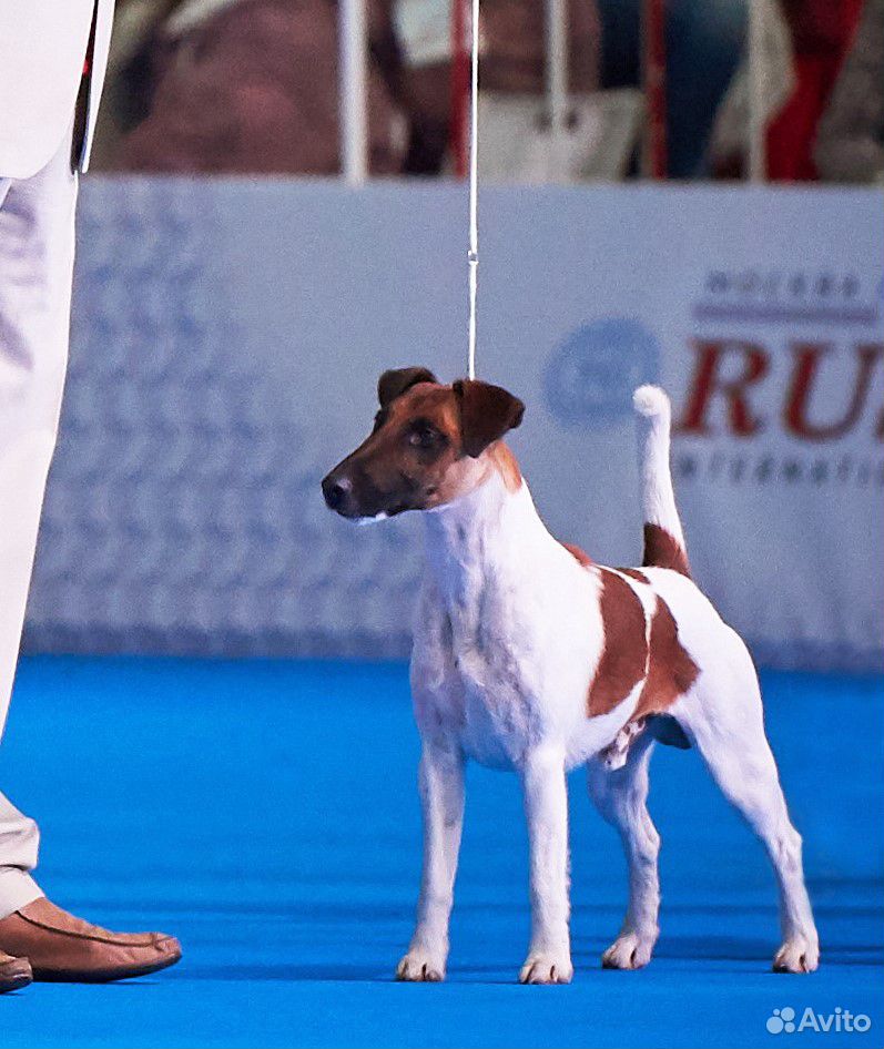 Вязка гладкошерстный фокстерьер