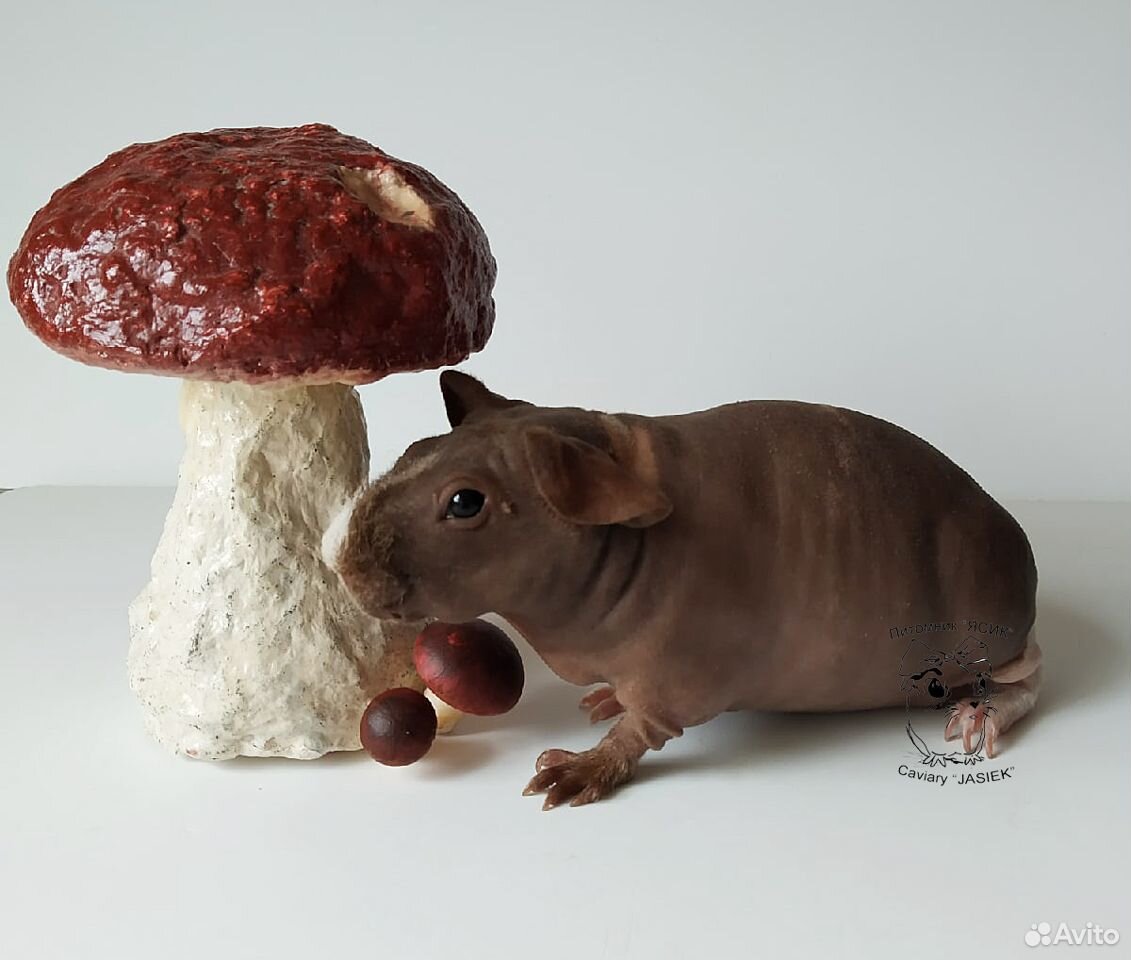Морская свинка скинни