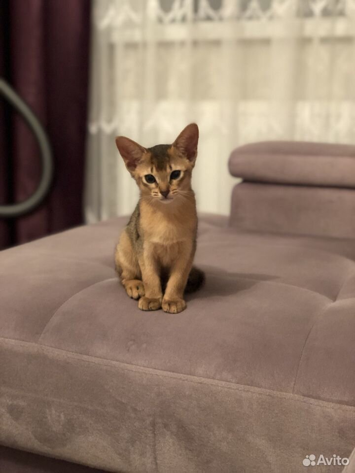 Абиссинская