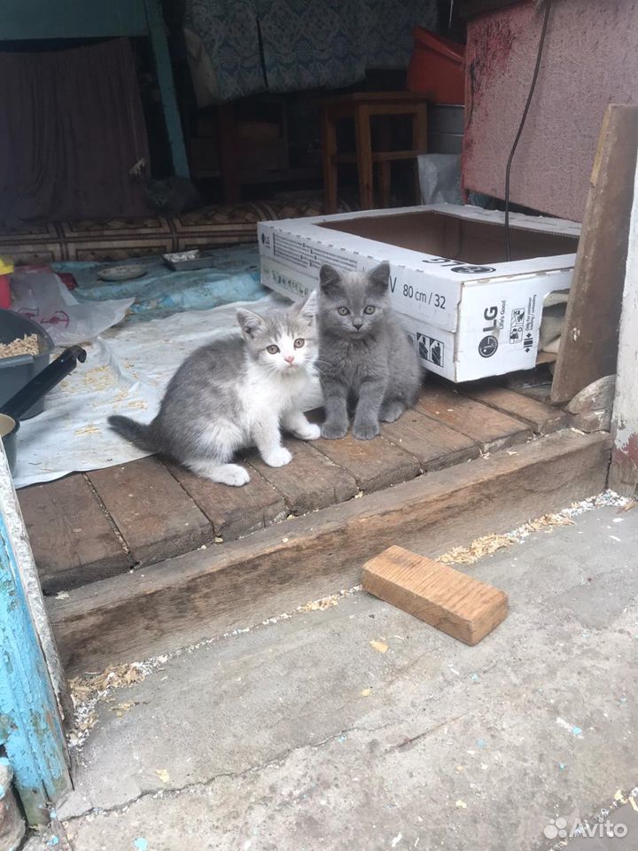 Котята метисы шотладцы