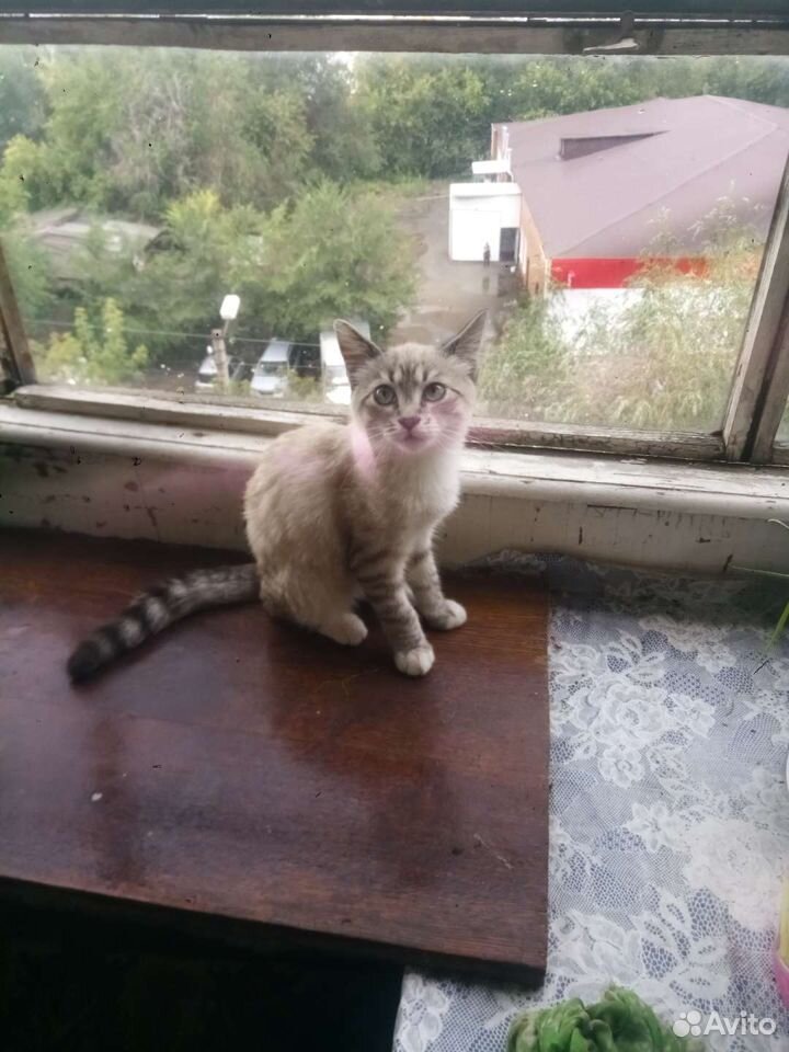 Сиамский котёнок, зовут Плюх