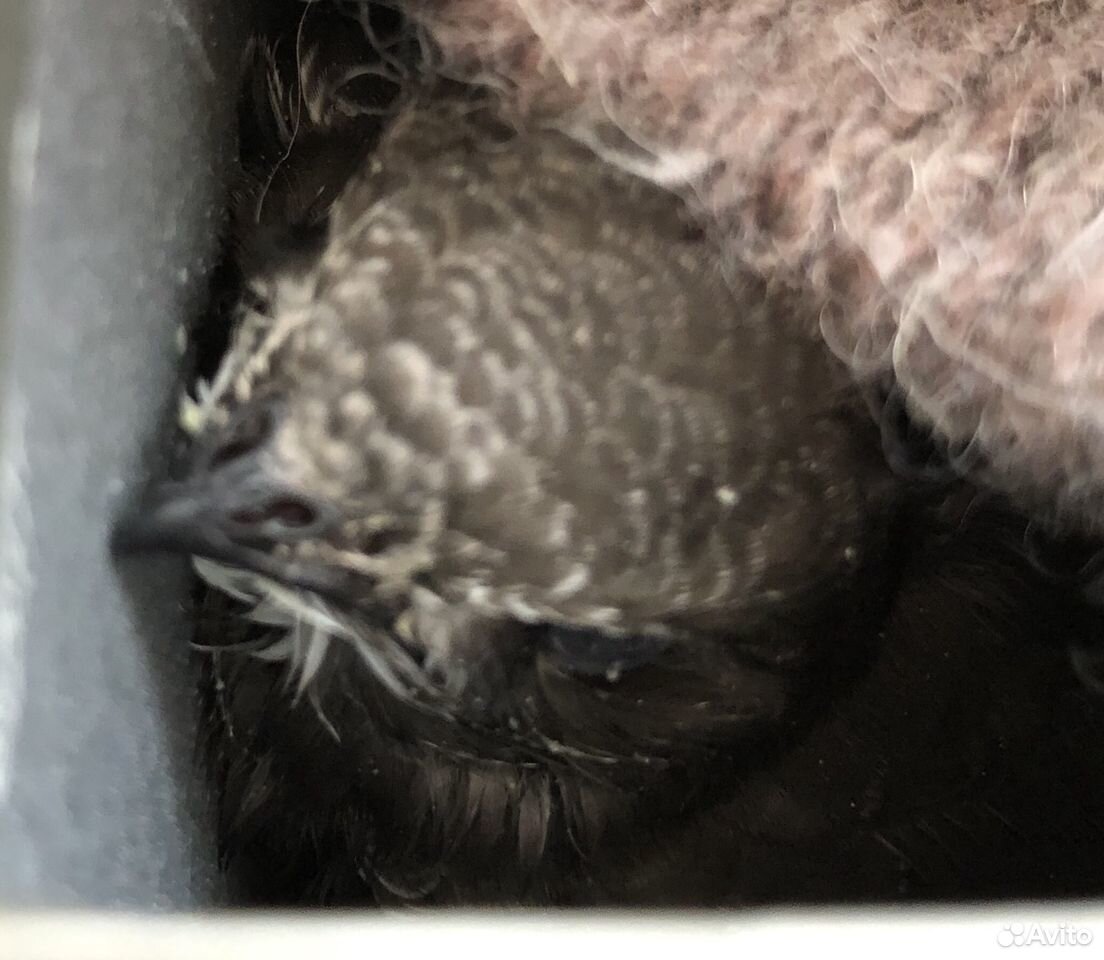 Птенец ласточки