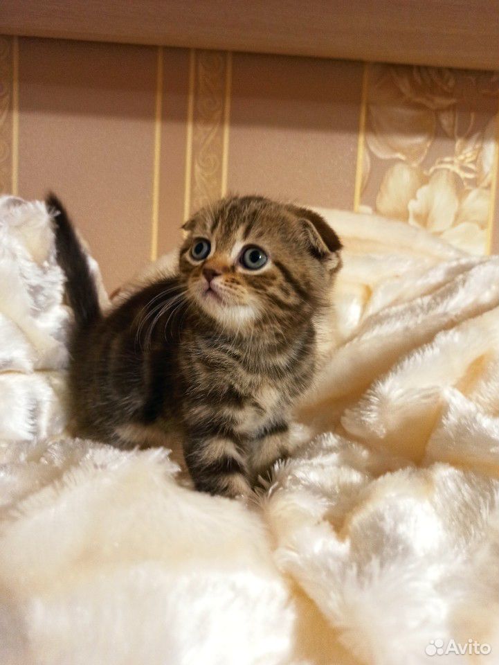 Скоттиш фолд/ коричневый мрамор