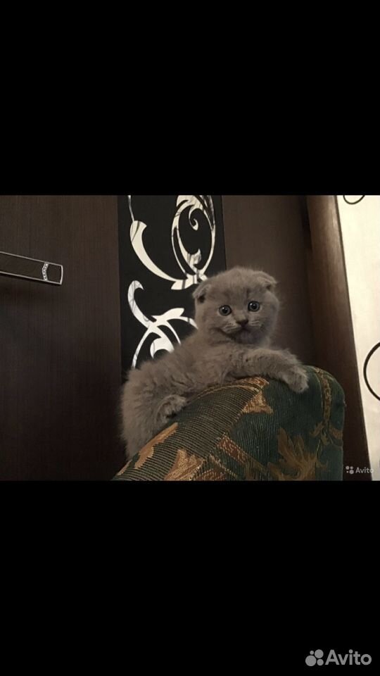 Шотландская вислоухая