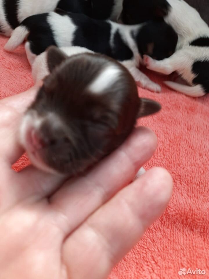 Биро йорики