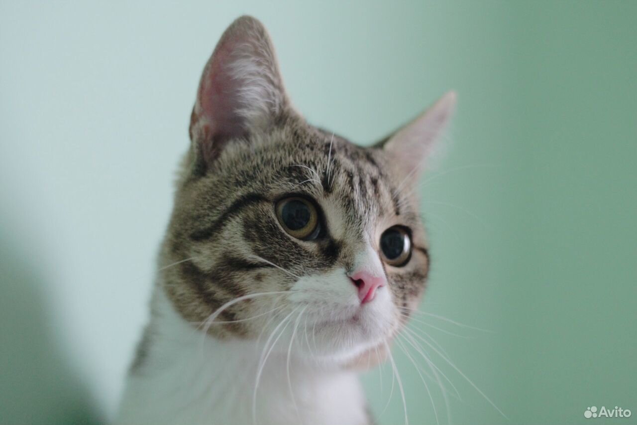 Котенок Степашка в дар