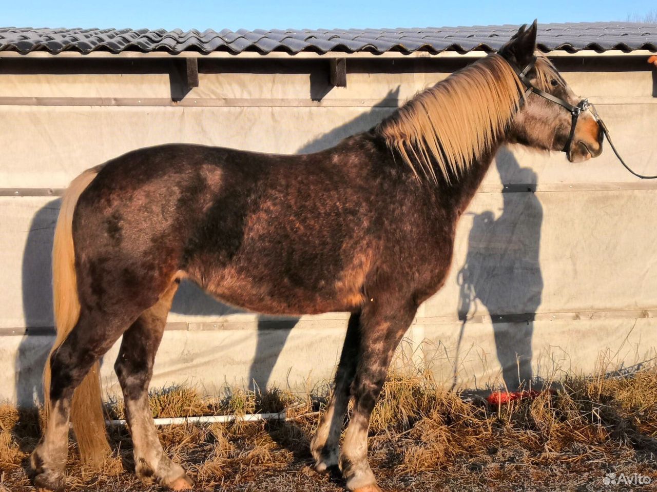 Кобыла, серебристо-гнедая