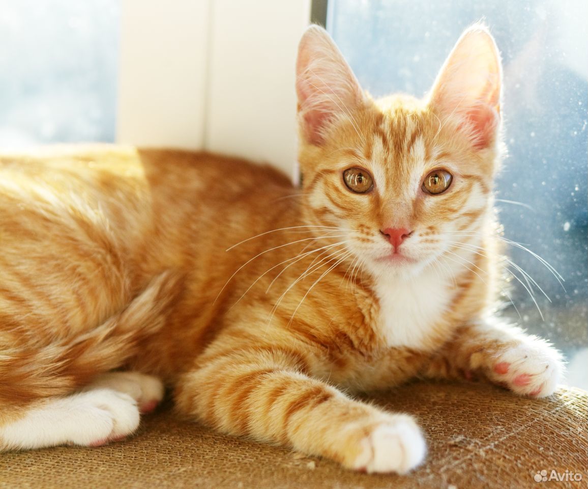 Котенок Левушка