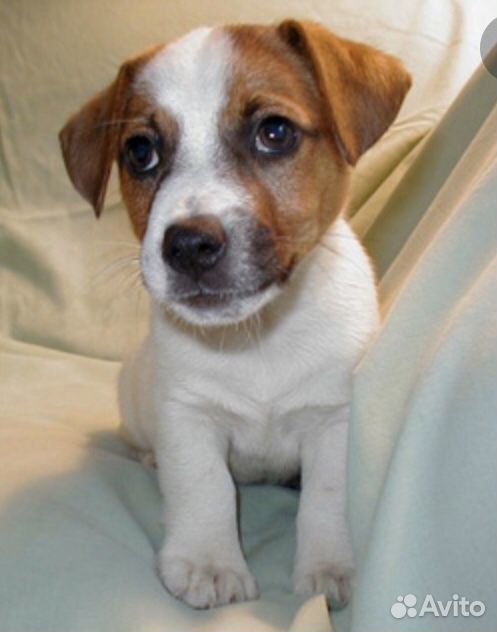 Гладкошерстный фокстерьер