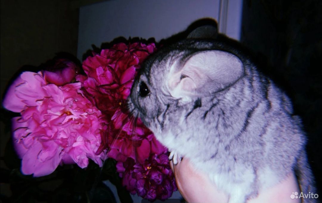 Продам пару шиншилл