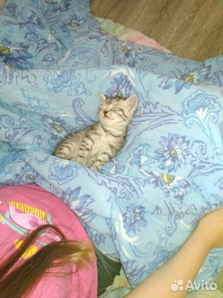 Котенок