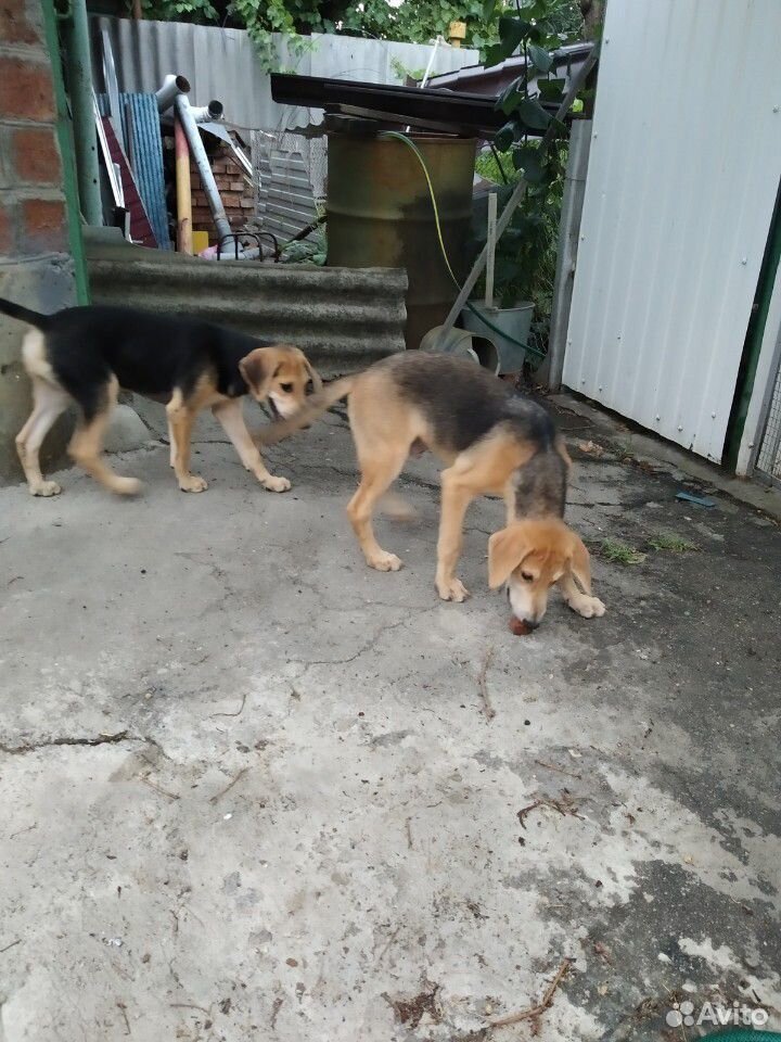 Собака