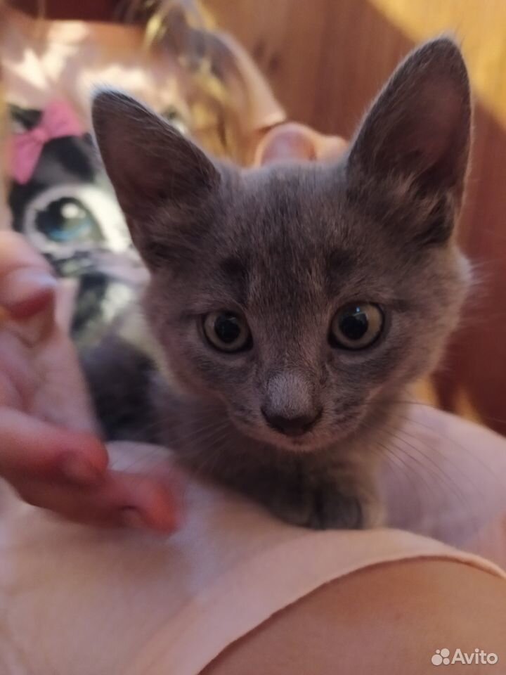 Котята русской голубой
