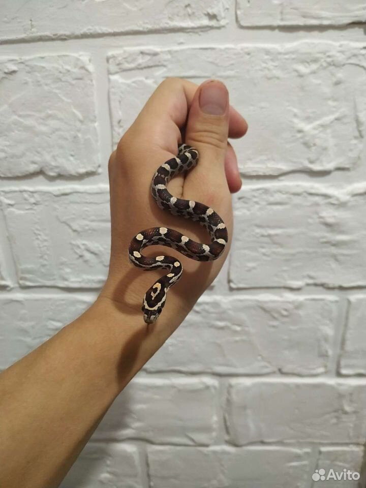 Маисовый полоз