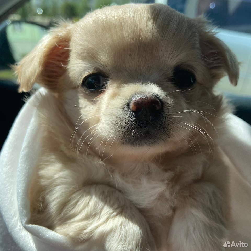 Собака Чихуахуа