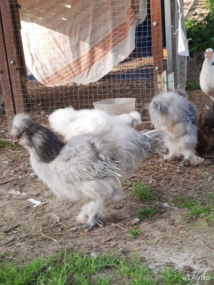 Шелковые молодые петушки