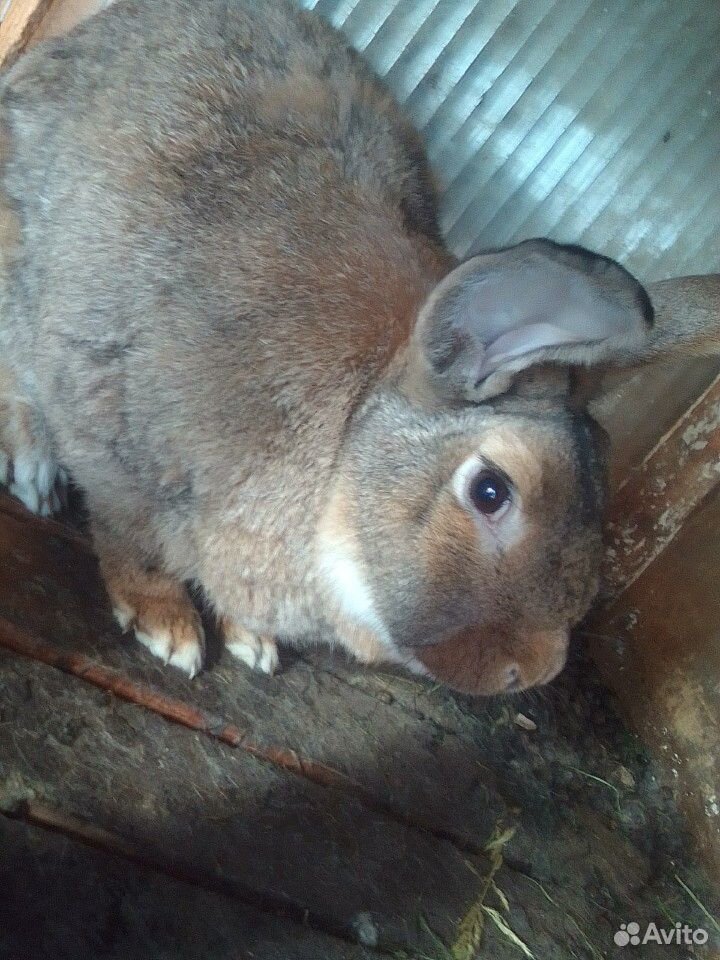 Кролик мясной Фландер