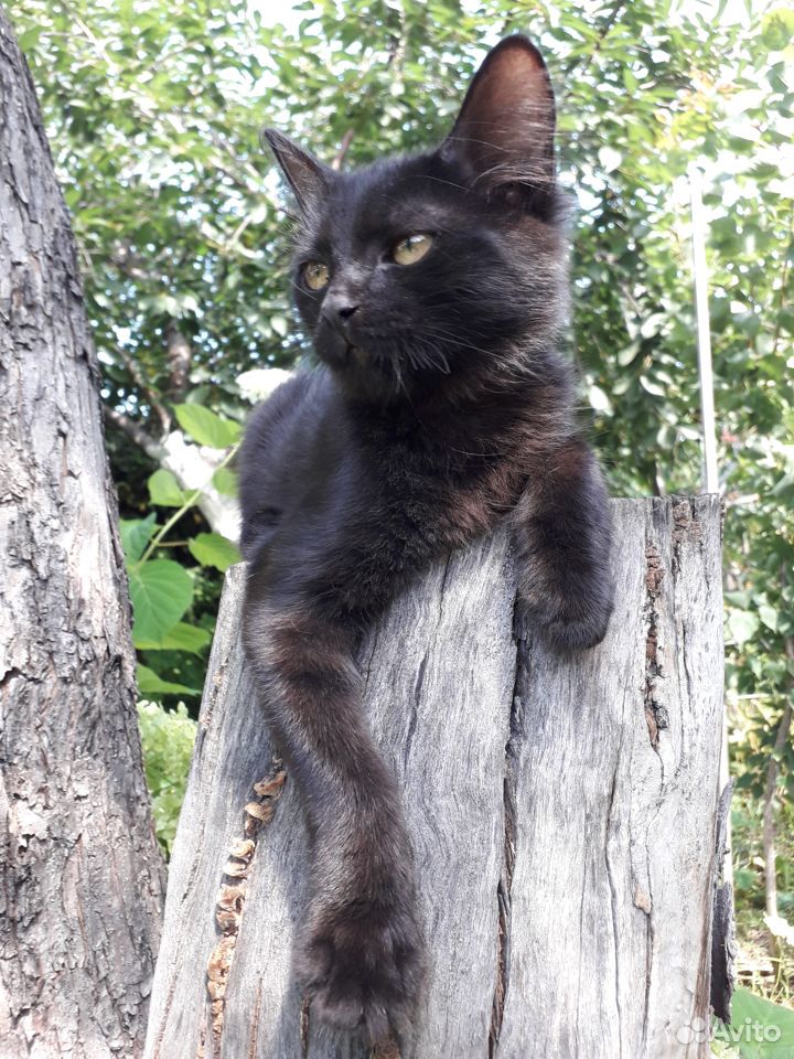 Кошка