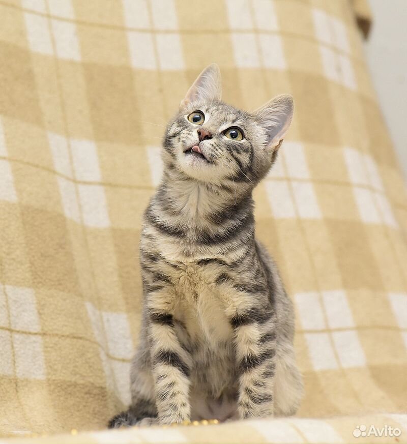 Фил 3 мес. ищет семью