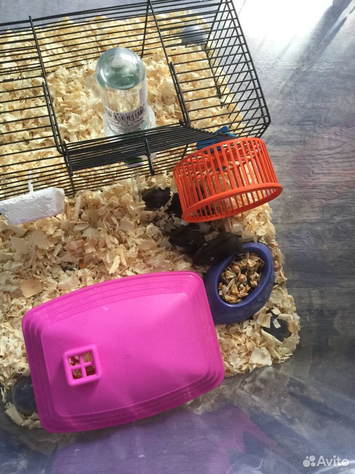 Сунгурские хомяки